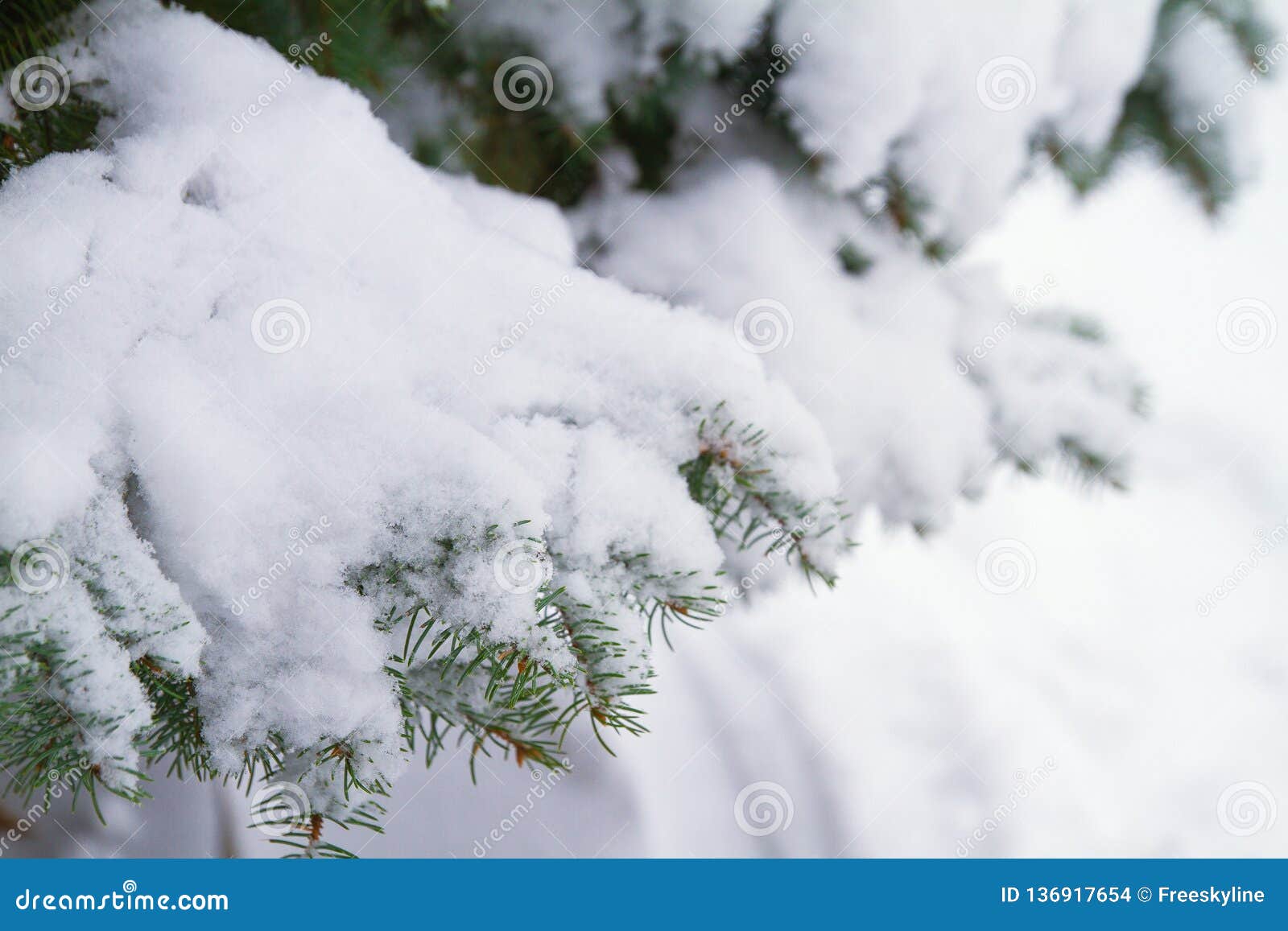 Fir Tree Branches Covered with Snow in Forest. Stock Photo - Image of ...