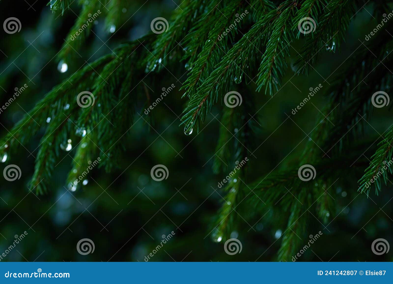 Fir-tree Branches with Water Drops after Rain. Dark Nature Background ...