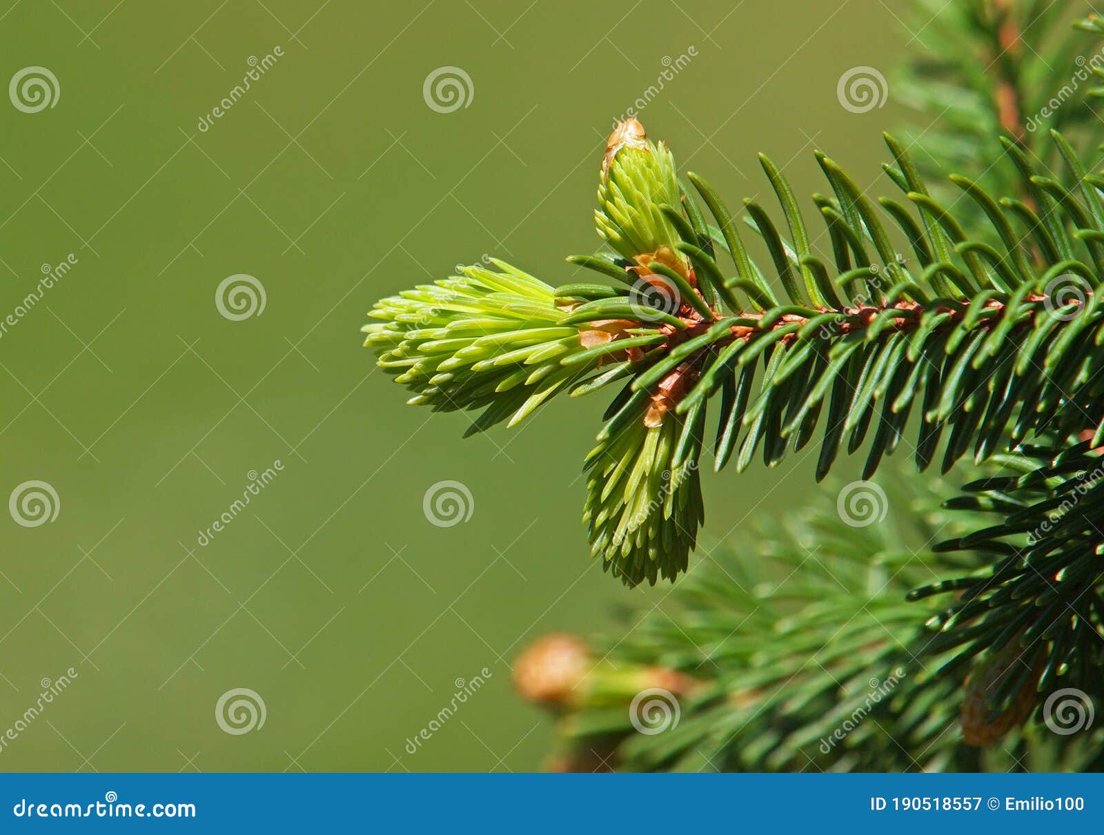 Fir Tree Branches with Young Buds Stock Image - Image of conifer, pine ...