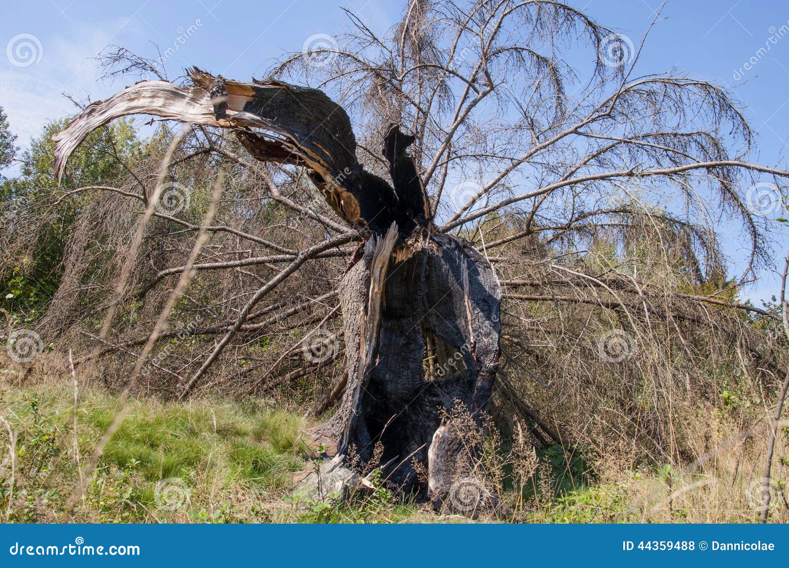 Fir Tree Broken by Lightning, after a Hard Storm Stock Photo - Image of ...
