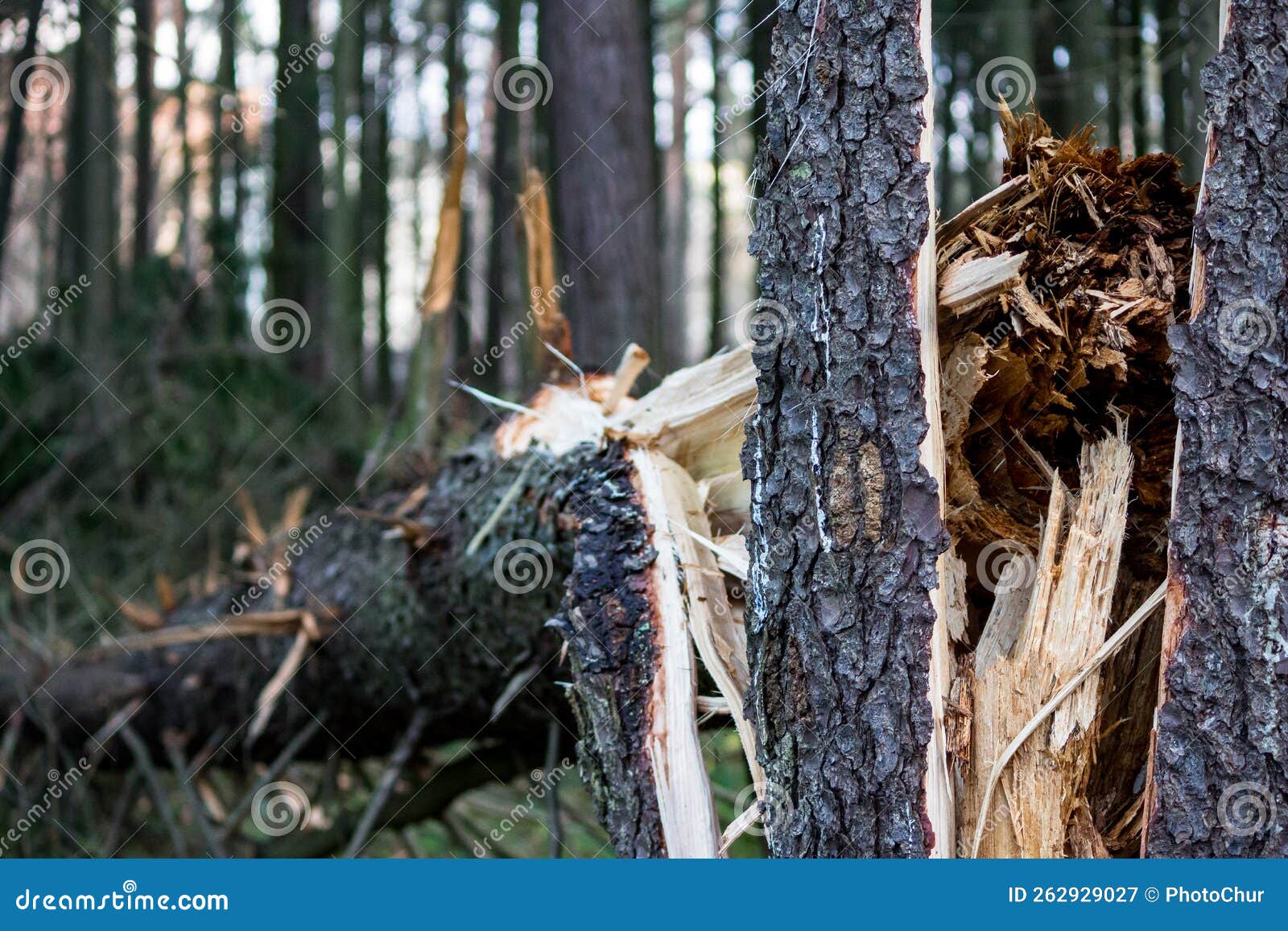 Fir Tree Broken after a Windbreak in the Forest Stock Image - Image of ...