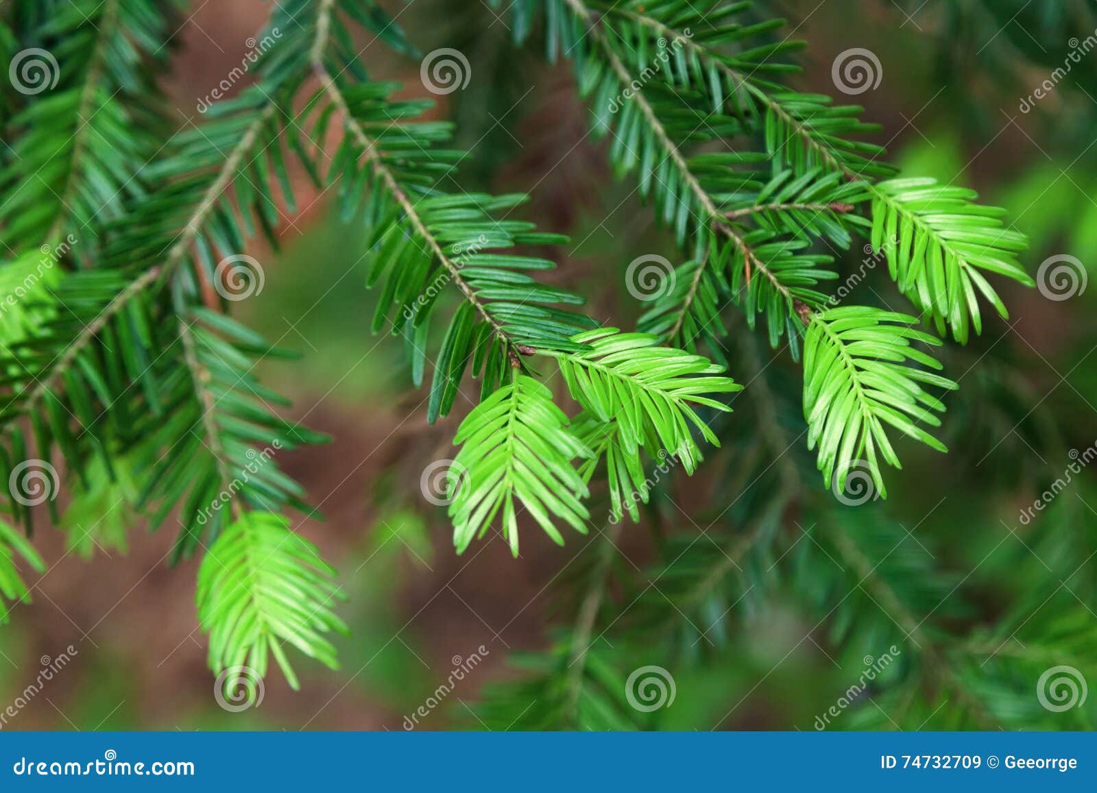 Fir Tree Bud that Grow in Forest Stock Image - Image of twig, needle ...
