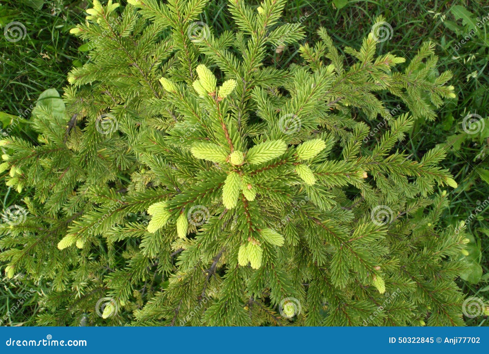 Fir tree with buds stock image. Image of forest, trunk - 50322845