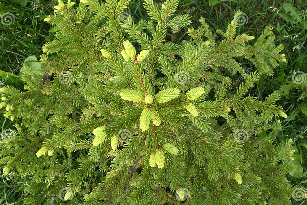 Fir tree with buds stock image. Image of forest, trunk - 50322845