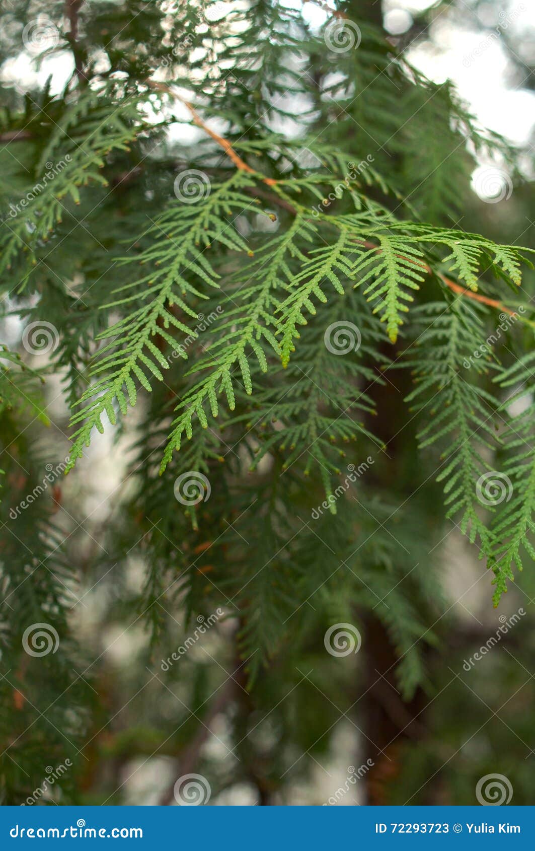 Fir tree close-up stock image. Image of spring, fresh - 72293723