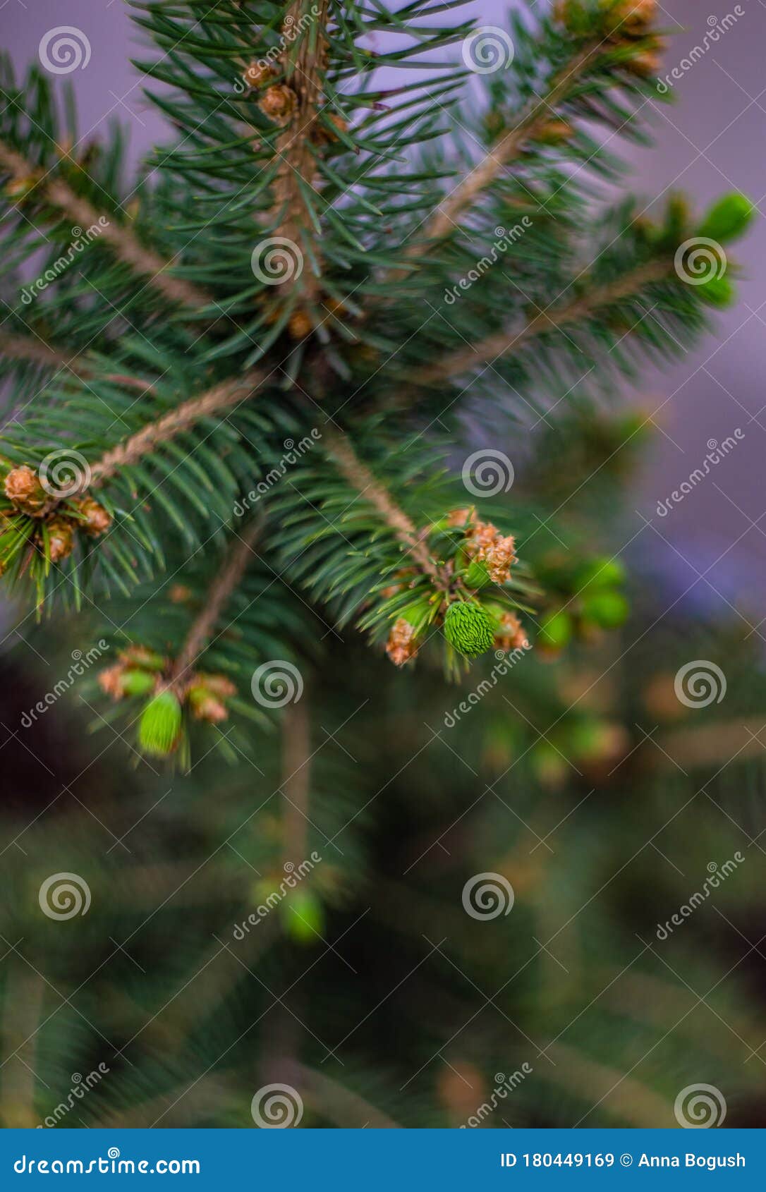 Fir tree close up stock image. Image of garden, outdoor - 180449169