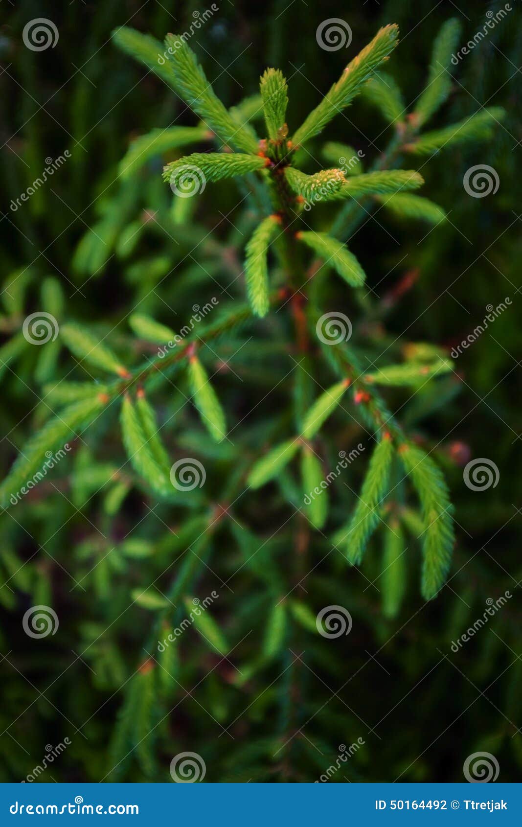 Fir Tree Closeup in the Spring Stock Photo - Image of outdoor ...
