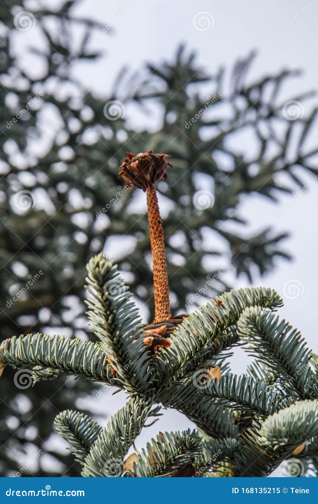 Fir tree cone - eaten stock image. Image of flora, birds - 168135215