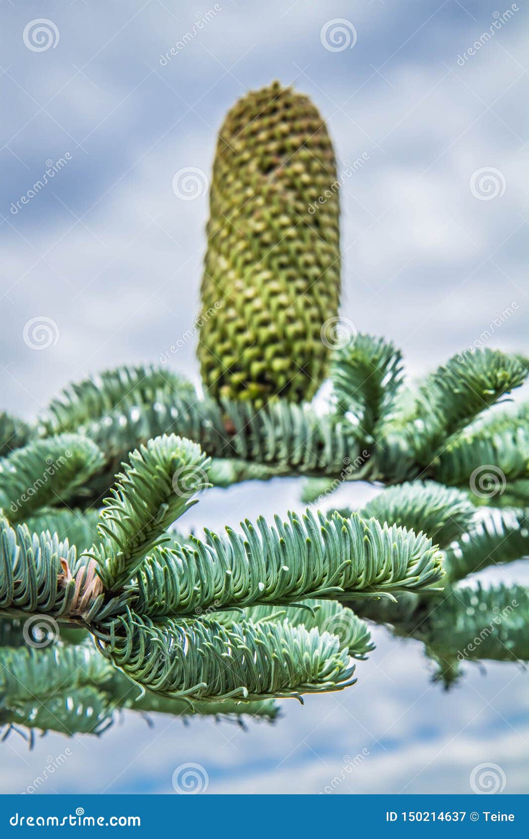 Fir tree cone stock image. Image of conifer, christmas - 150214637