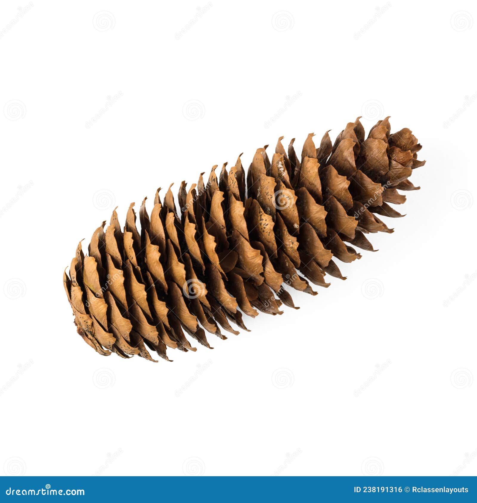 Fir Tree Cone Isolated on White Stock Photo - Image of circle, natural ...
