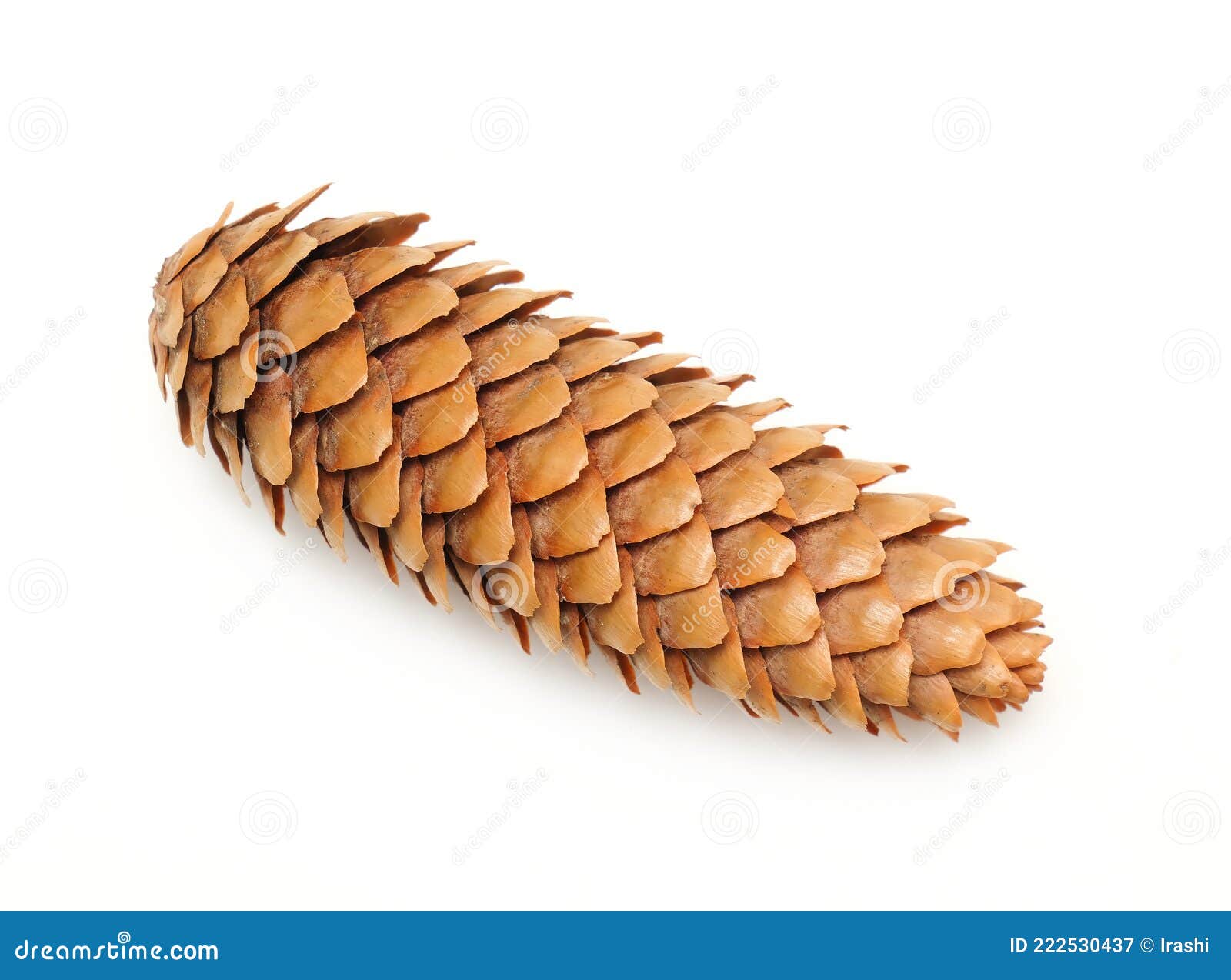 Fir tree cone stock image. Image of cone, white, nature - 222530437