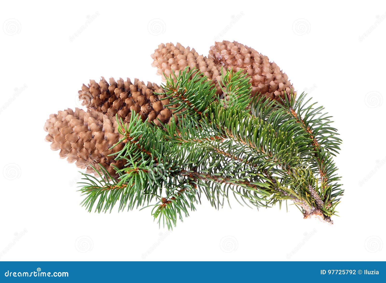 Fir tree with a cone on an stock photo. Image of close - 97725792