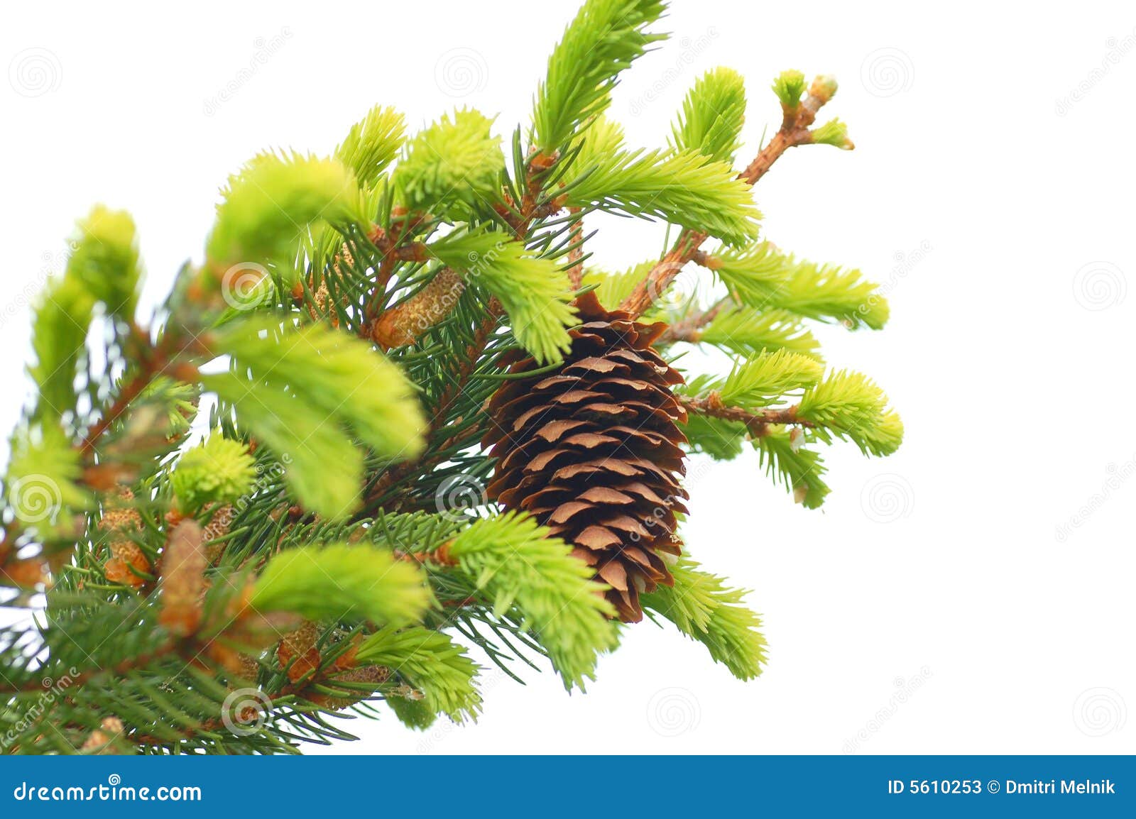 Fir-tree cones stock image. Image of white, garden, season - 5610253