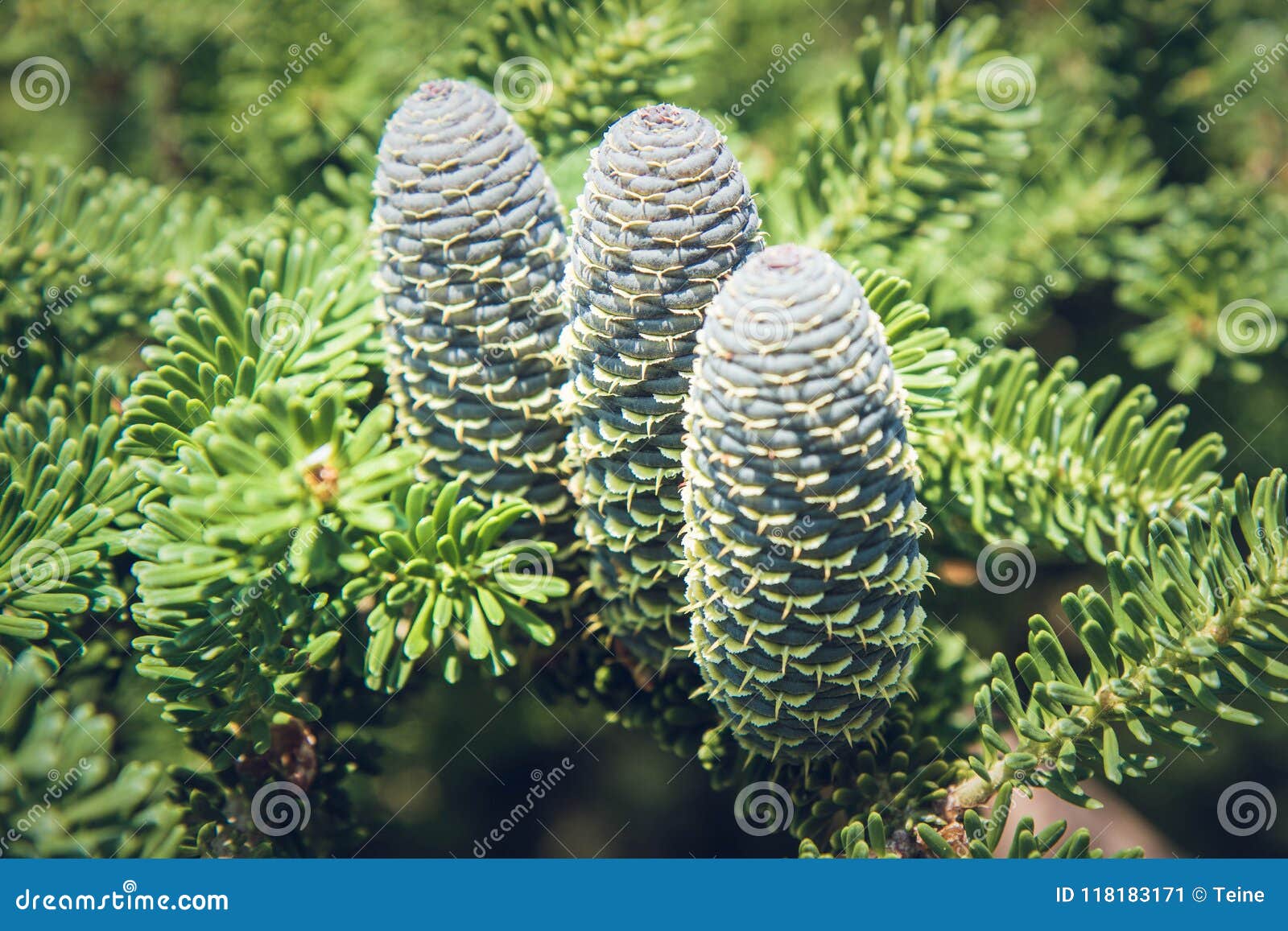 Fir tree cones stock image. Image of macro, shape, koreana - 118183171
