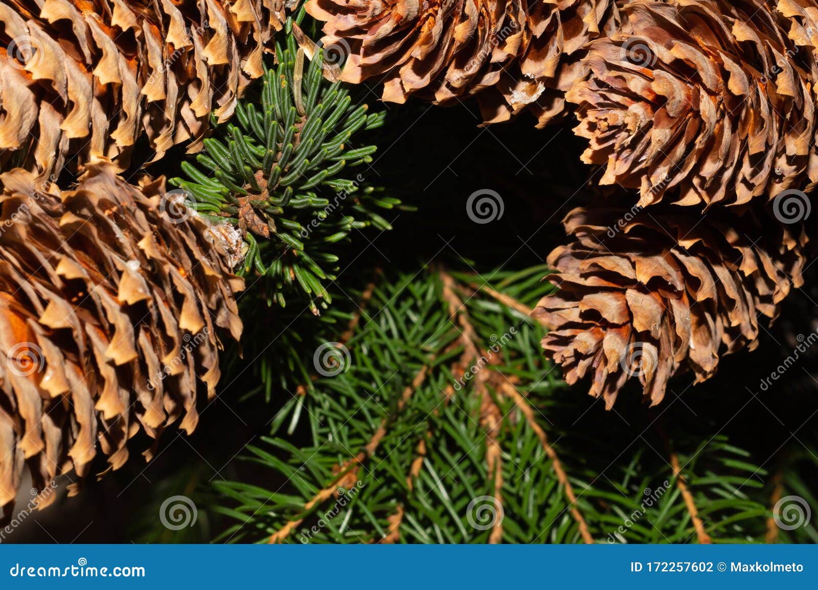 Fir Tree Cones on the Branch. Pine Tree Close Up Stock Photo - Image of ...