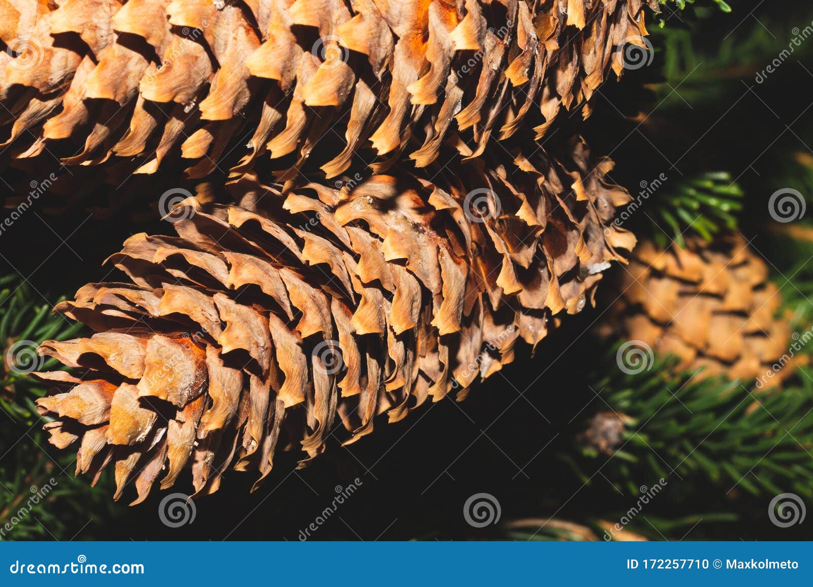Fir Tree Cones on the Branch. Pine Tree Close Up Stock Photo - Image of ...