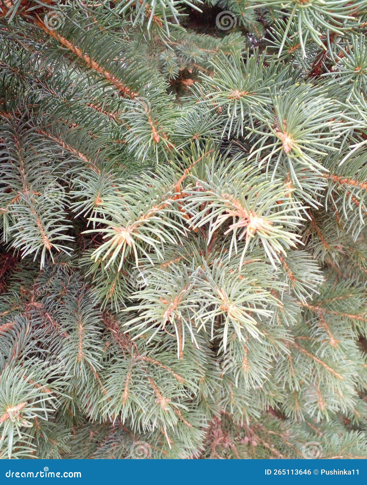Fir Tree in the Coniferous Park. Stock Photo - Image of nature, needles ...