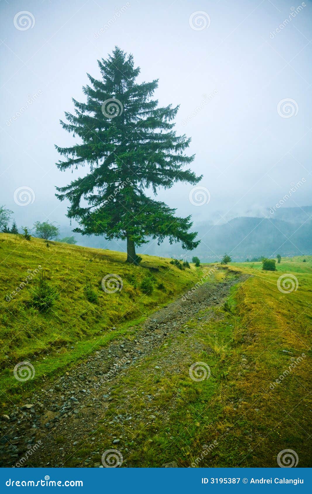 Fir tree in countryside stock image. Image of rural, distance - 3195387
