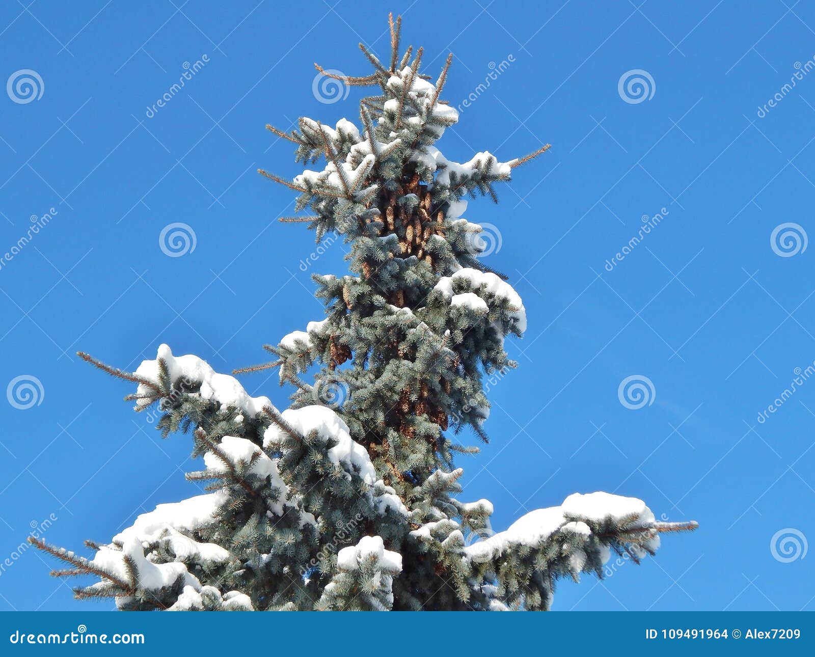 Fir-tree Covered with Snow, Blue Sky Background Stock Photo - Image of ...