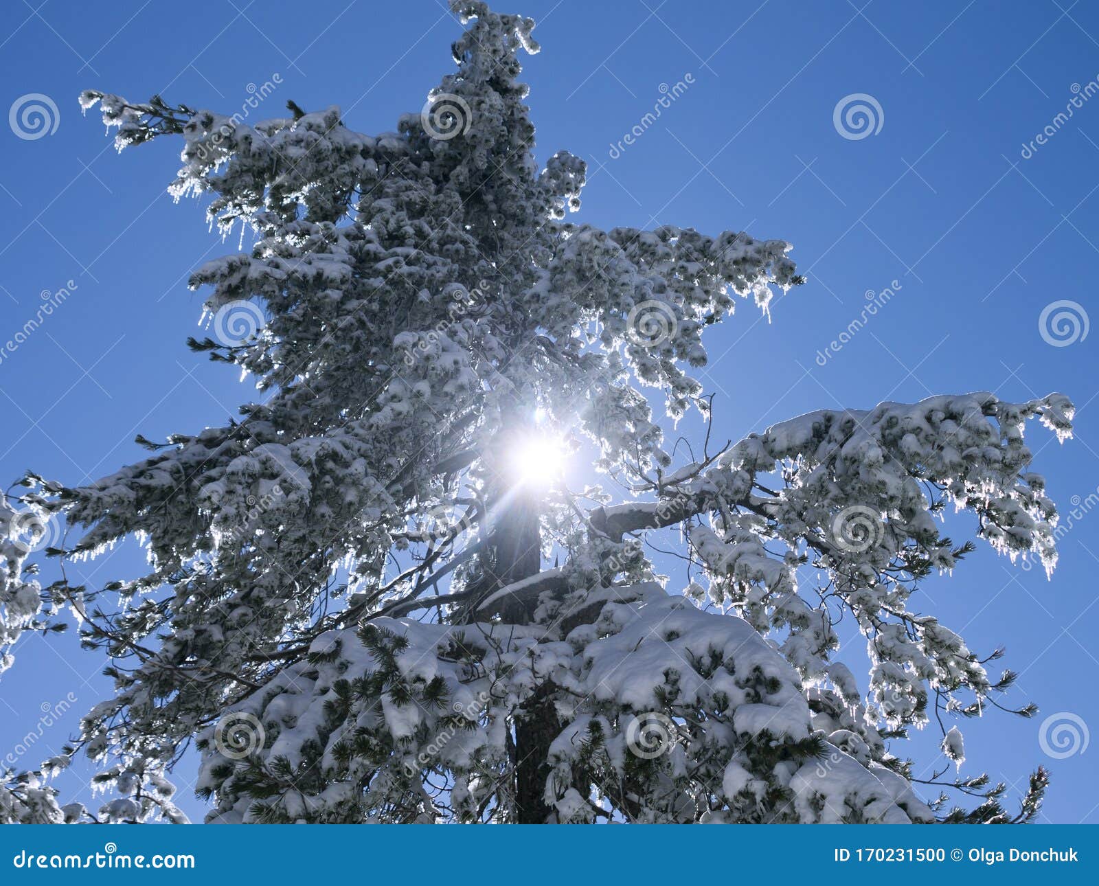 Snow Covered Fir Tree with the Sun Stock Photo - Image of snow, winter ...