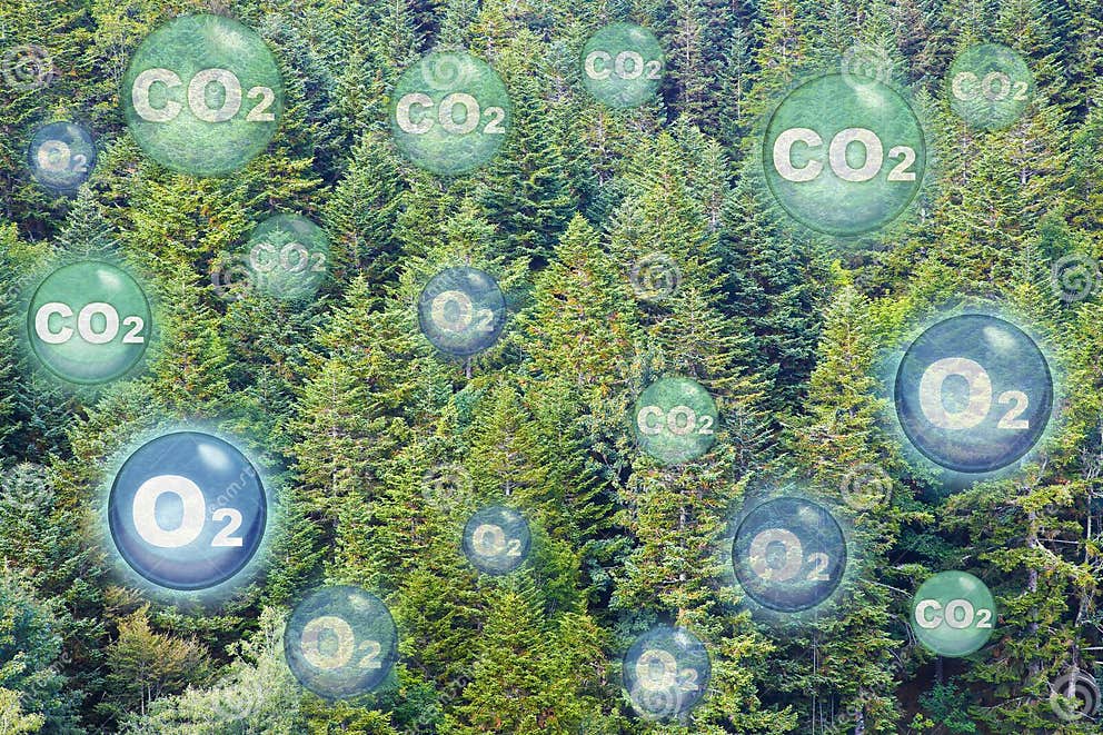 Fir Tree Crowns with Oxygen O2 and Carbon Dioxide CO2 Molecules ...