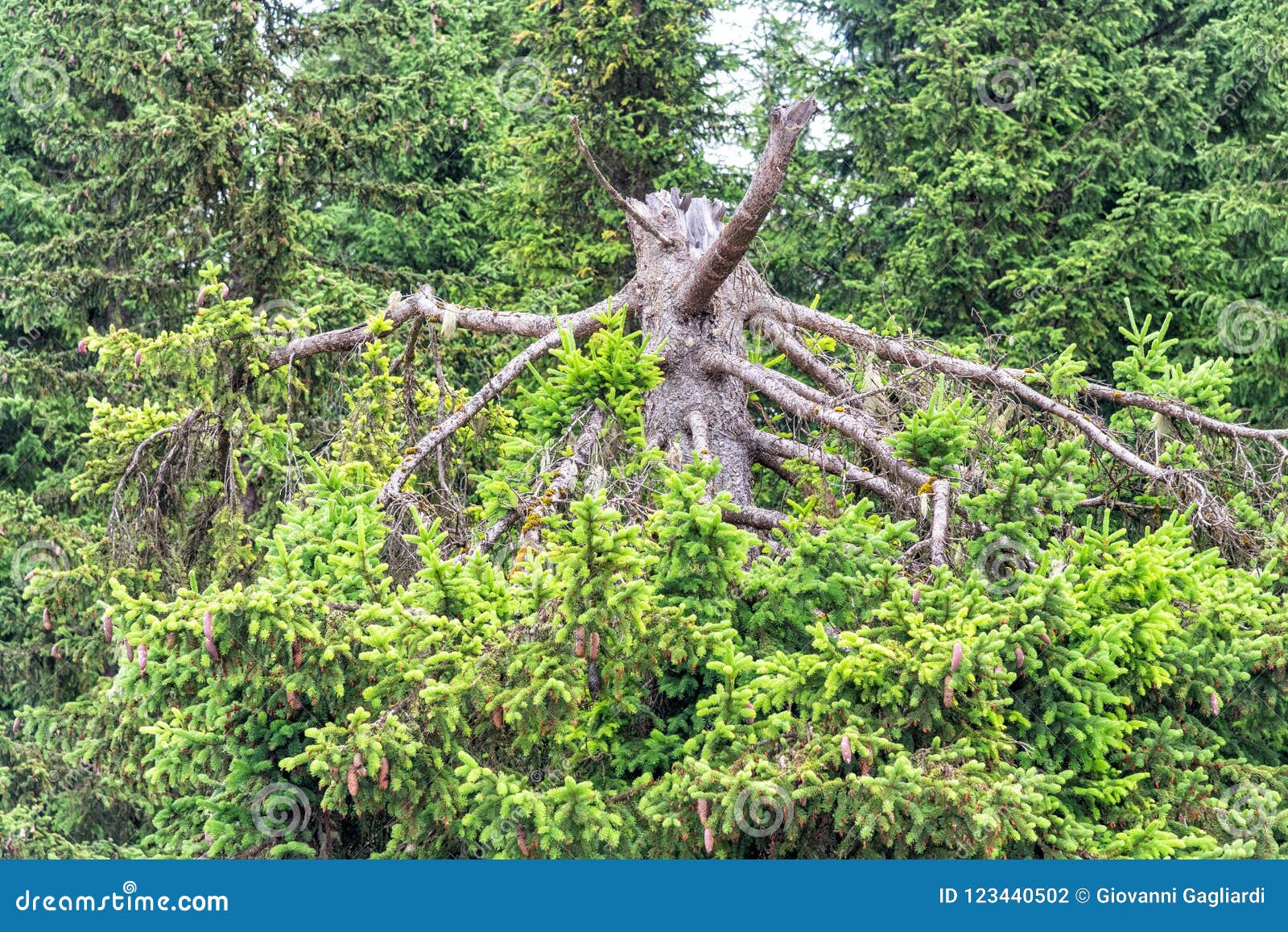 Fir Tree Damaged by Hurricane Stock Photo - Image of plant, damage ...