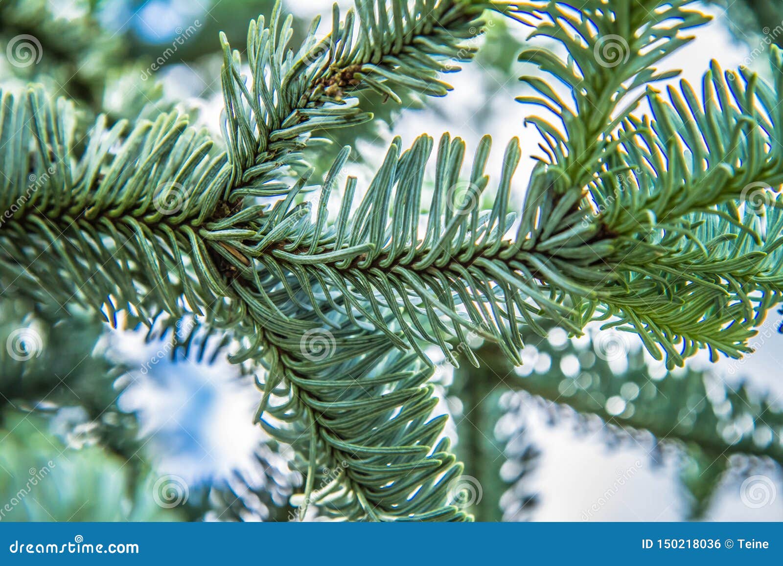 Fir tree stock photo. Image of nature, forest, abies - 150218036