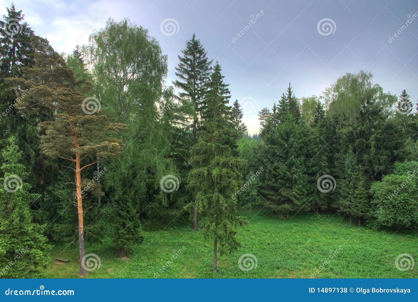 Fir-tree forest stock photo. Image of environment, needle - 14897138