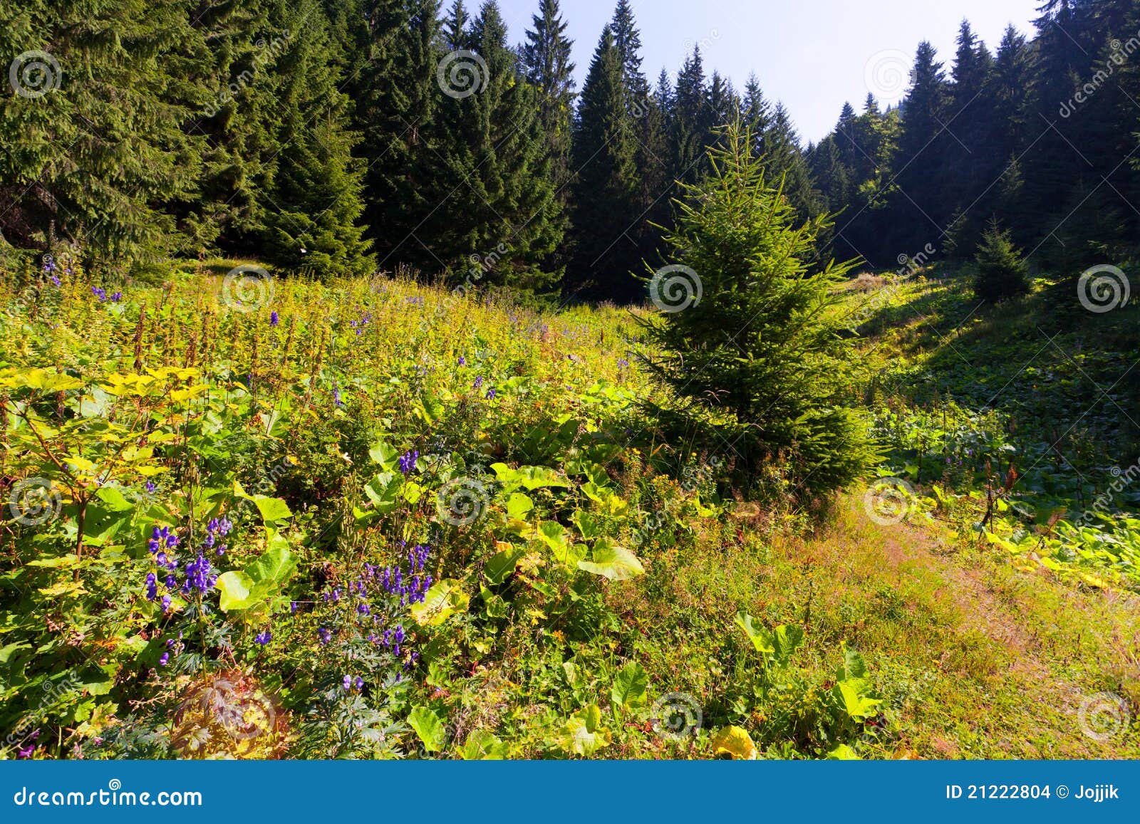 Fir tree in the forest stock photo. Image of nature, scenery - 21222804