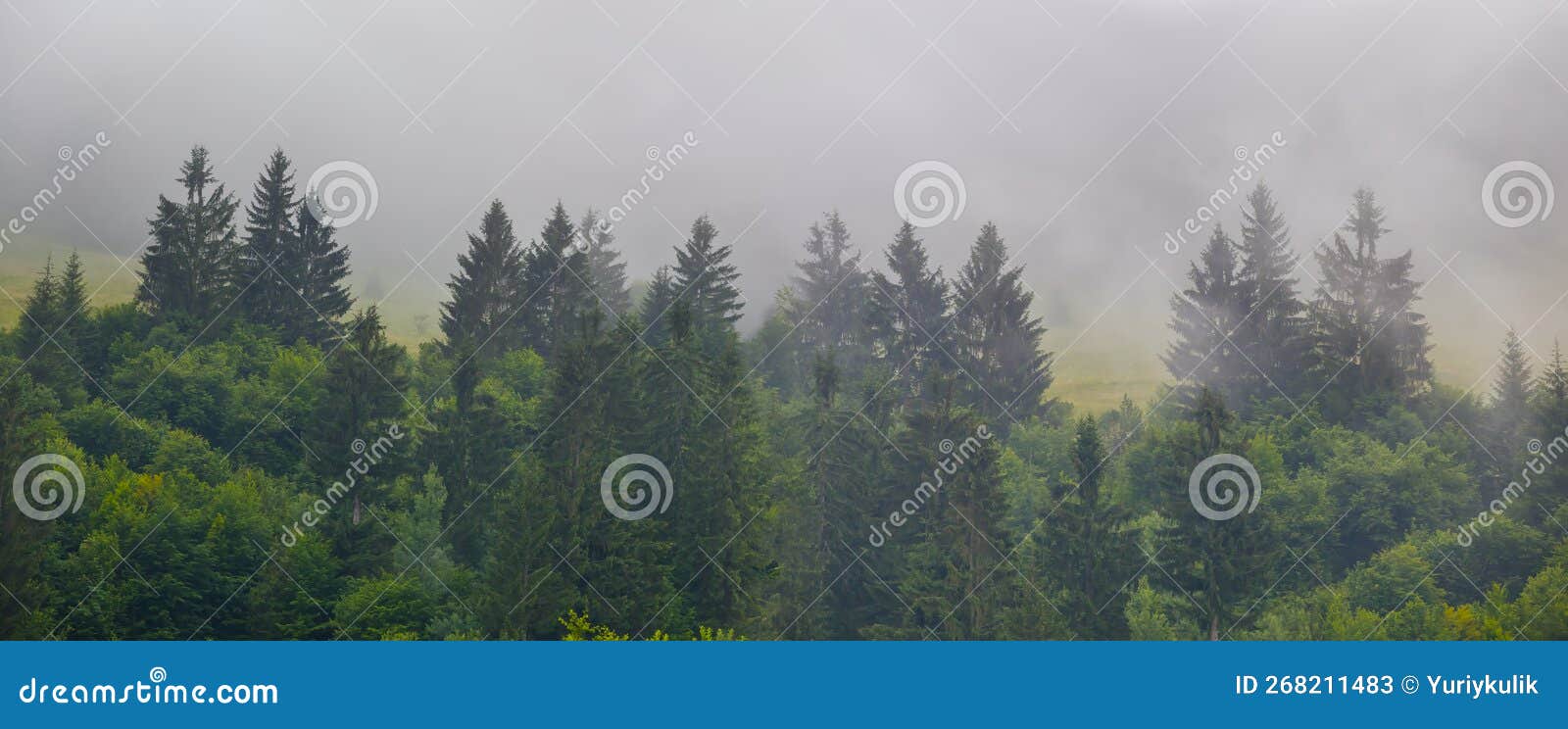 Fir Tree Forest in Dense Mist Stock Image - Image of valley, branch ...