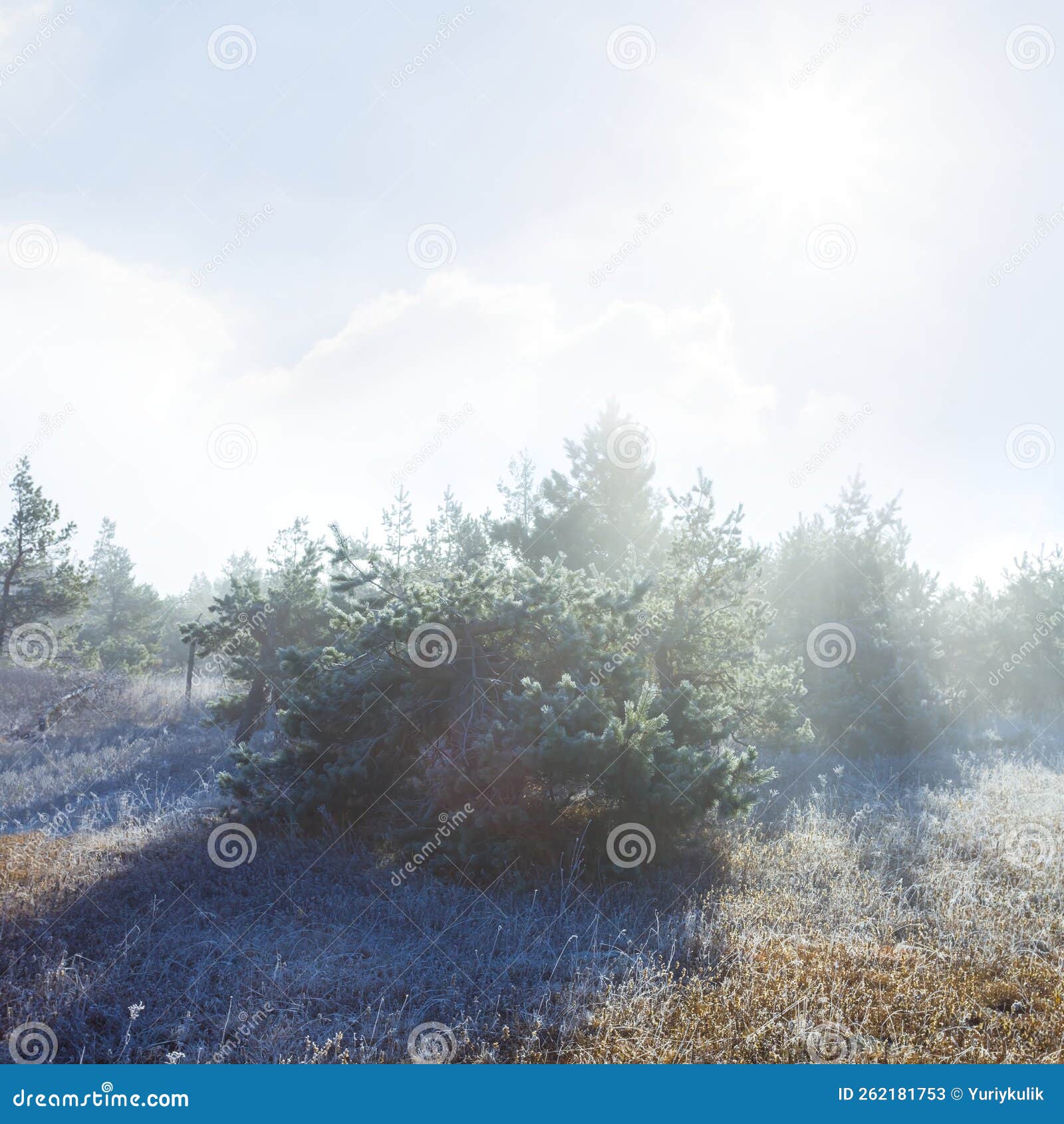 Fir Tree Forest in Light of Sparkle Sun Stock Image - Image of ...