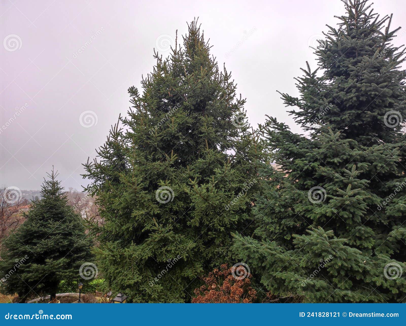 Fir tree stock image. Image of evergreen, shrub, forest - 241828121