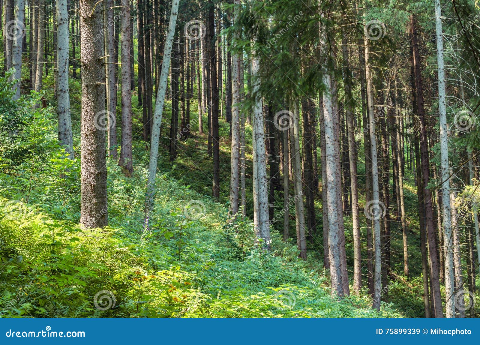 Fir tree forest stock image. Image of holiday, panorama - 75899339