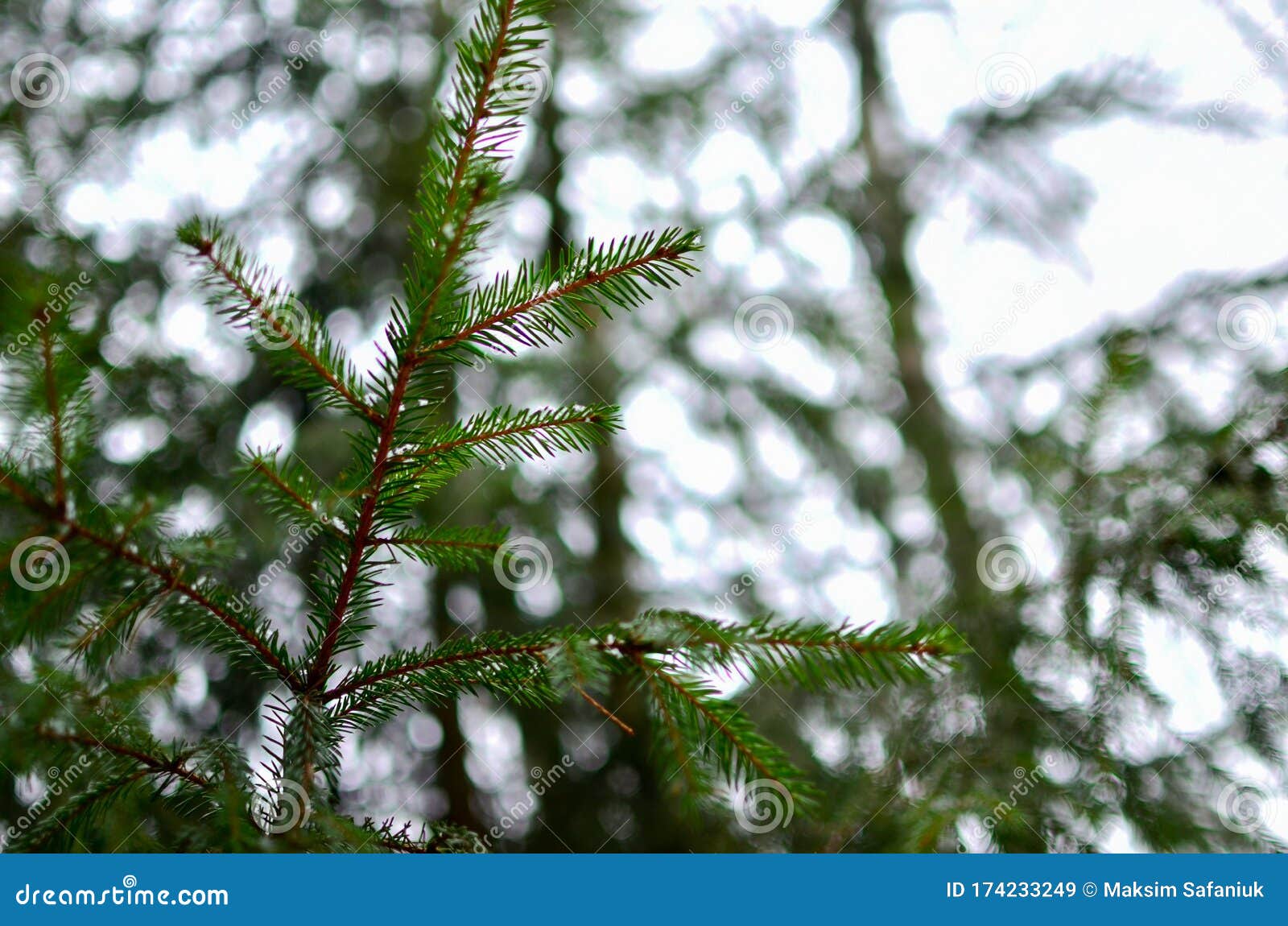 Fir Tree in the Forest. Natural Wildlife, Background, Texture Stock ...