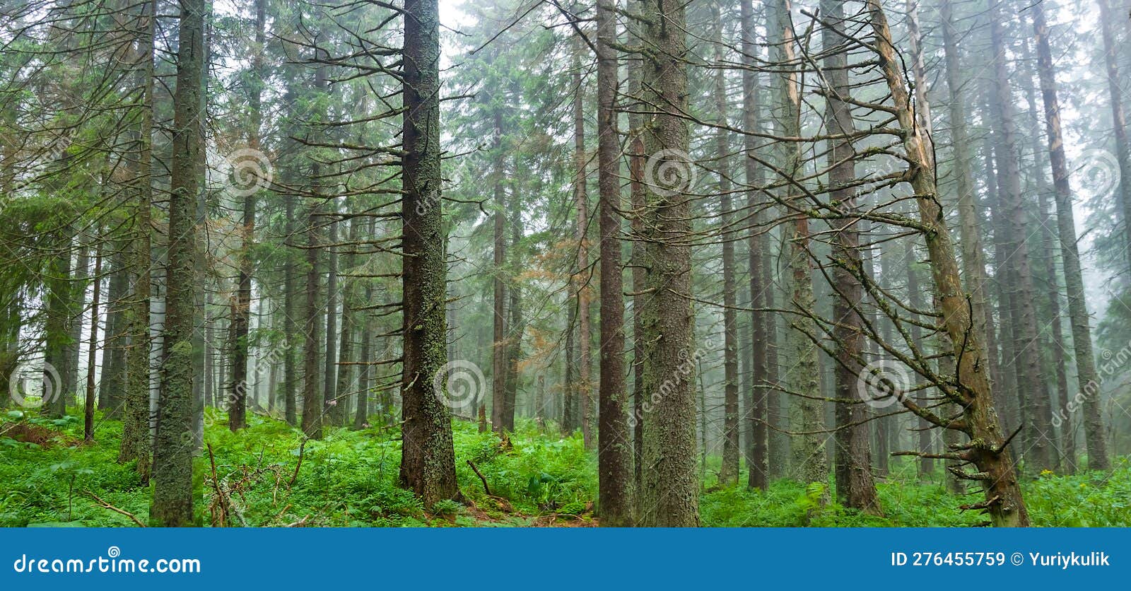 Fir Tree Forest after a Rain in Blue Mist Stock Image - Image of ...