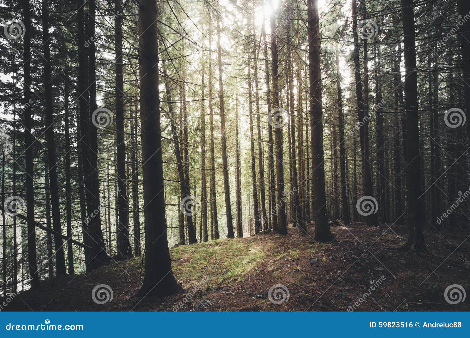 Fir Tree Forest with Sun Shining at Mountainside Stock Photo - Image of ...