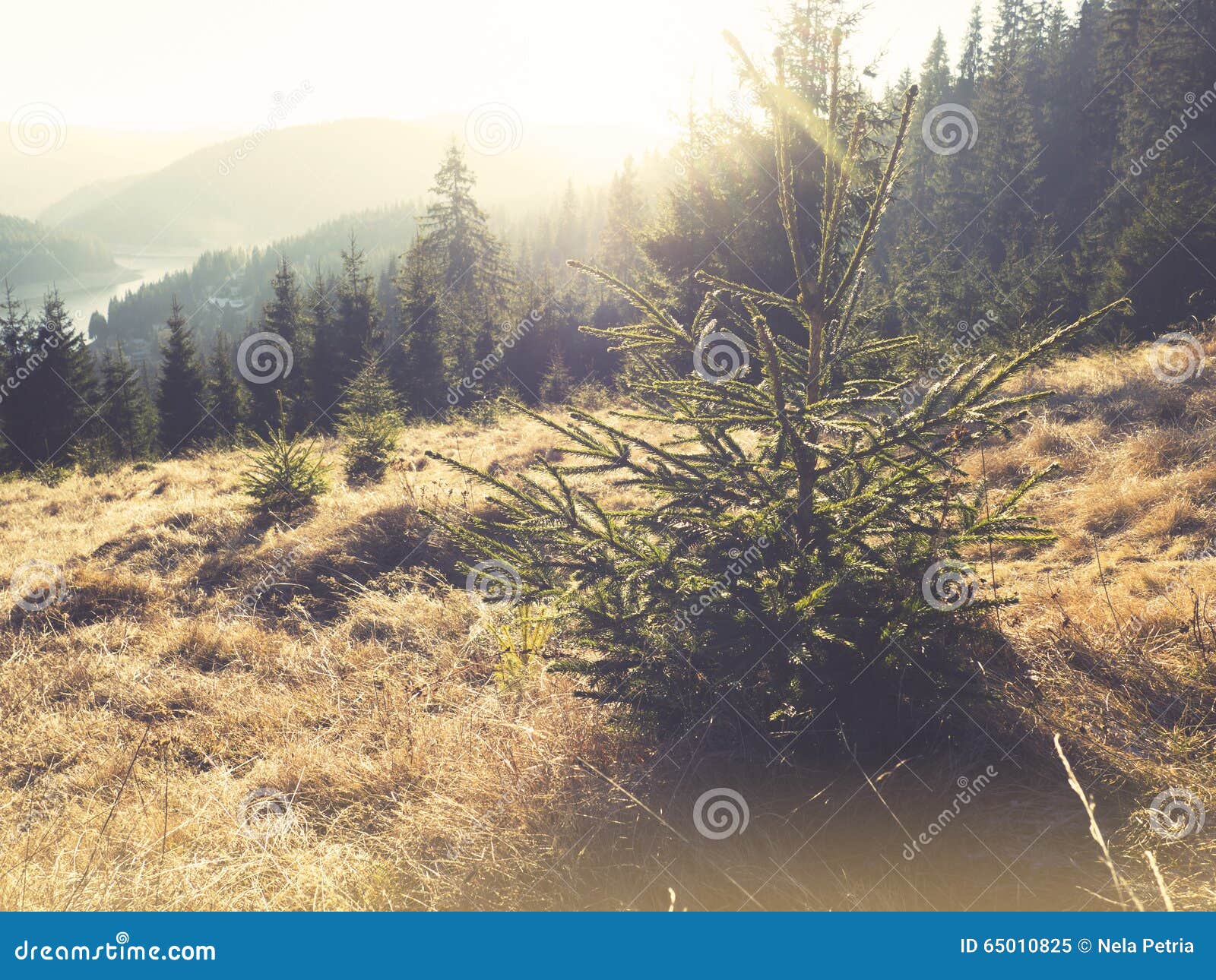 Fir tree stock image. Image of bush, blue, landscape - 65010825