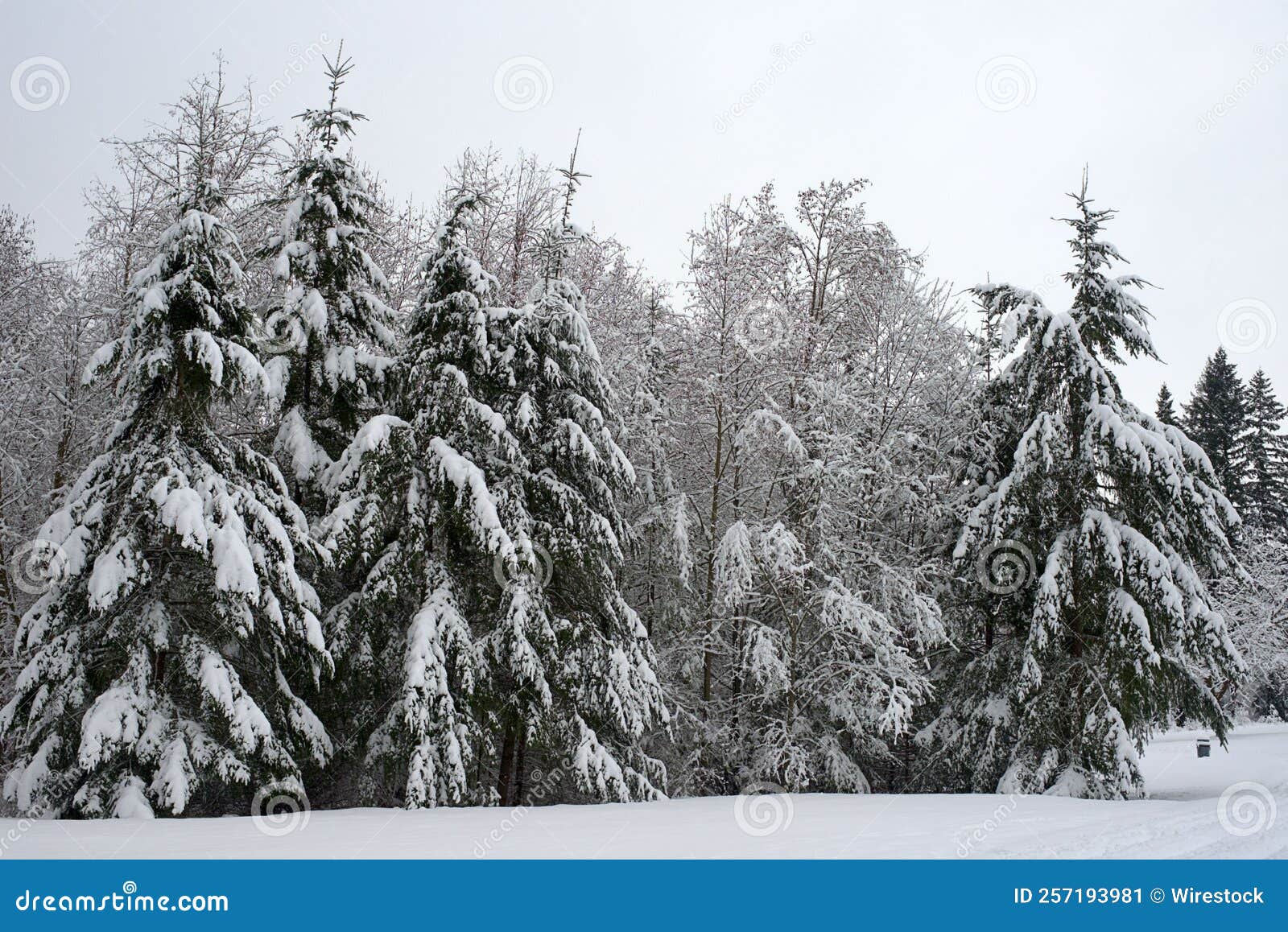 Fir tree forest in winter stock image. Image of winter - 257193981