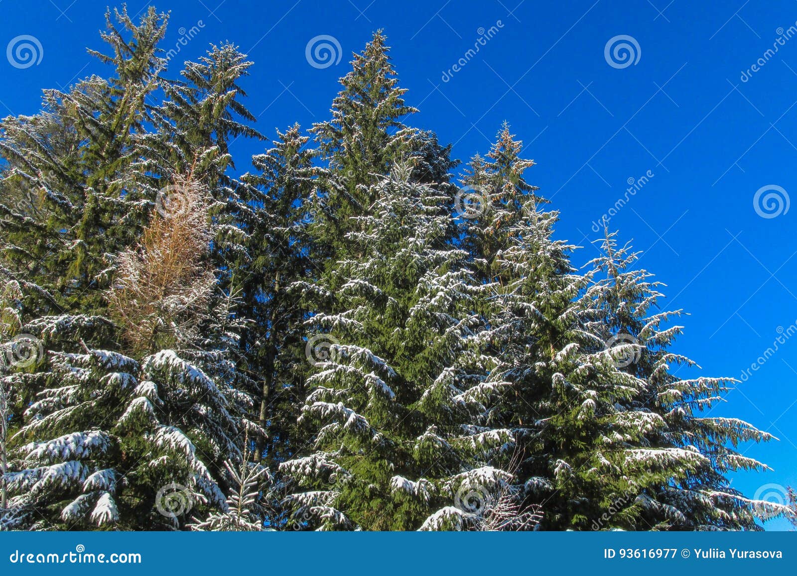 Fir-tree forest in winter stock image. Image of hoar - 93616977