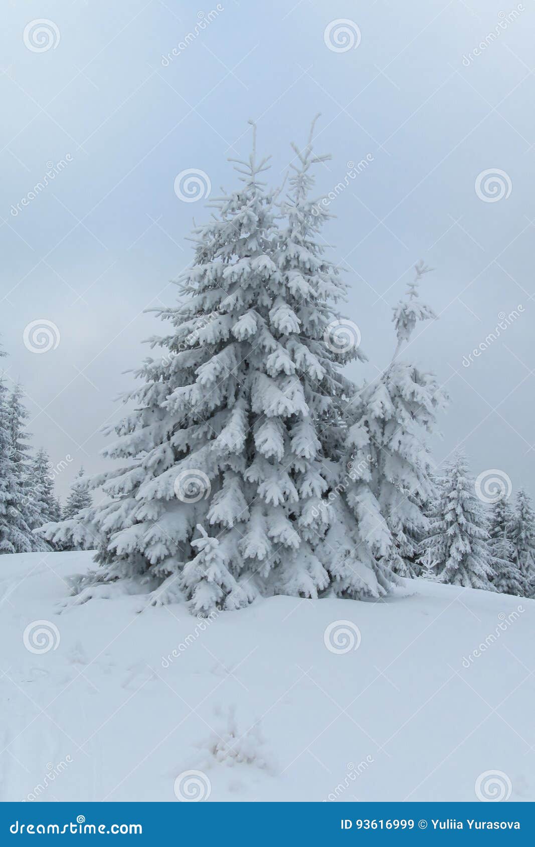 Fir-tree forest in winter stock image. Image of freeze - 93616999