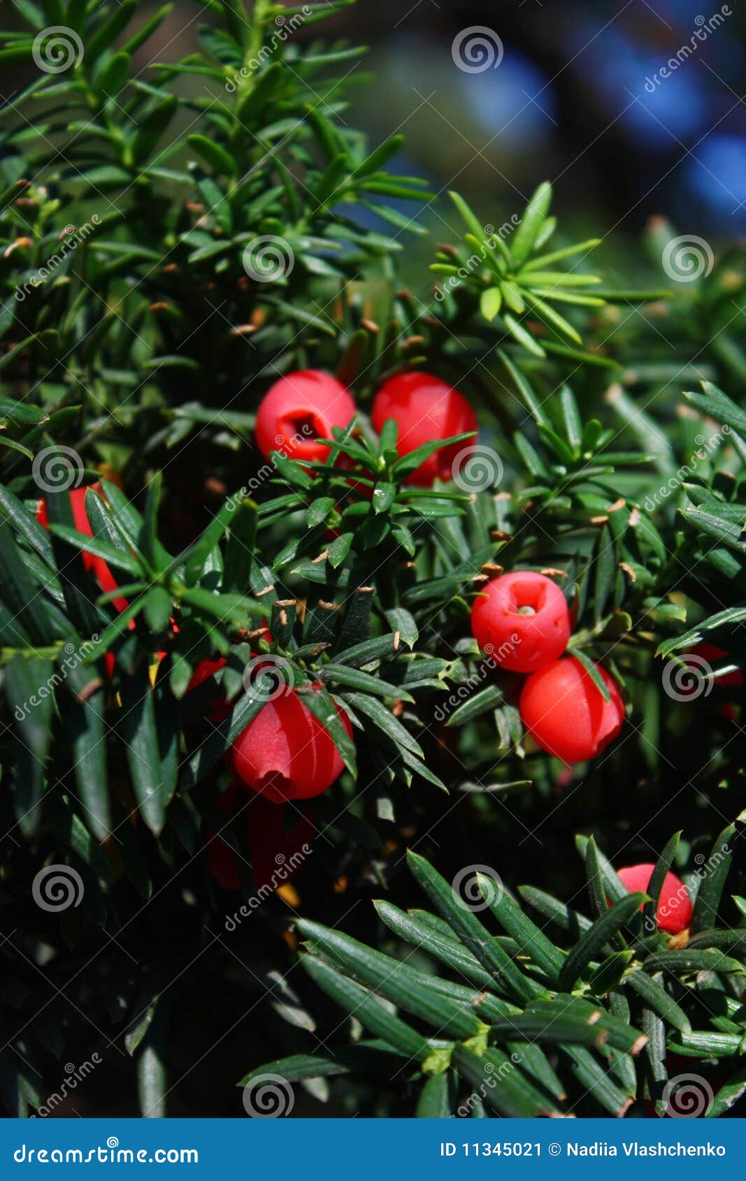 Fir tree with fruits stock image. Image of group, fruit - 11345021
