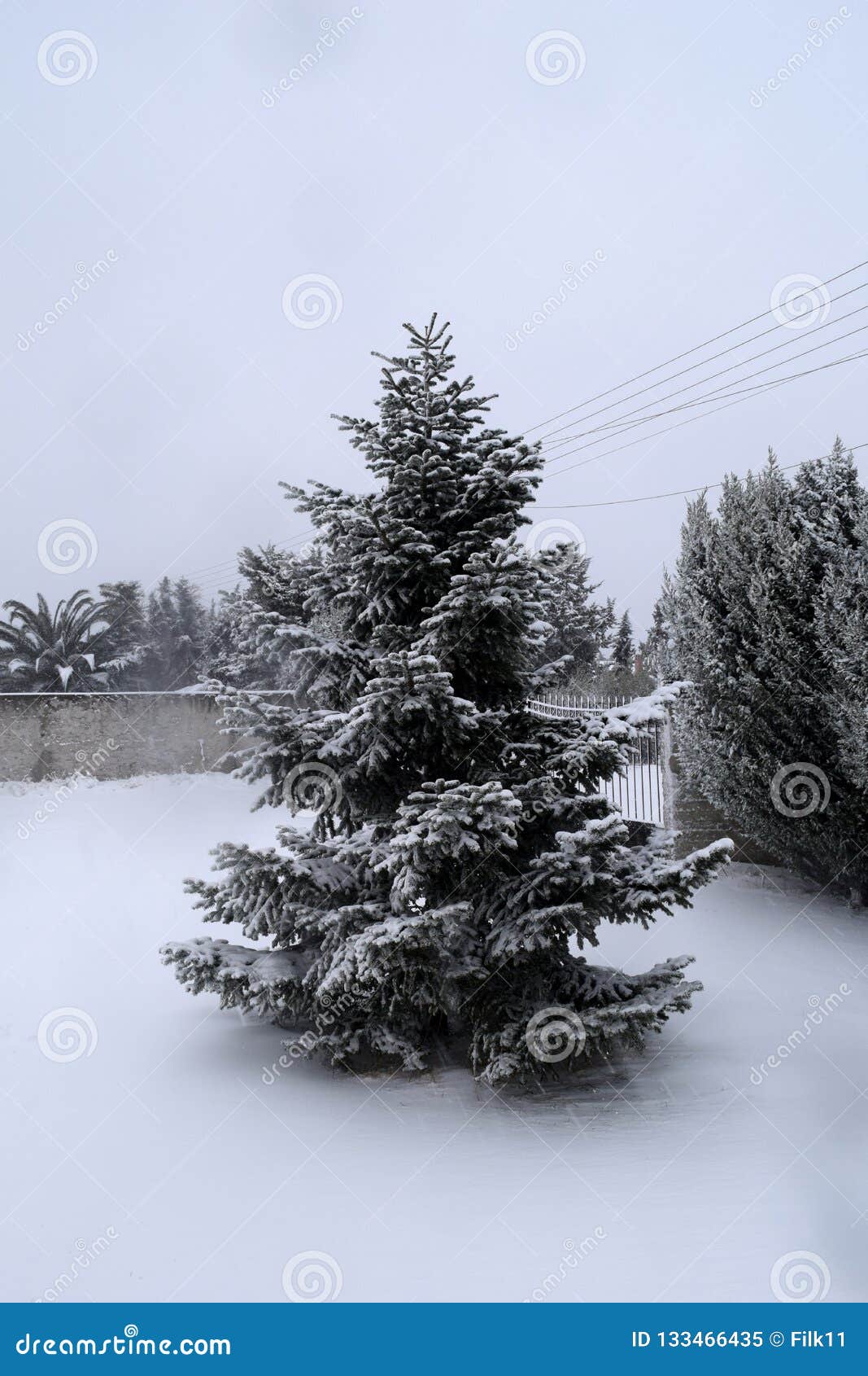 Beautiful Fir Tree Covered in Snow in Winter in Garden. Stock Image ...