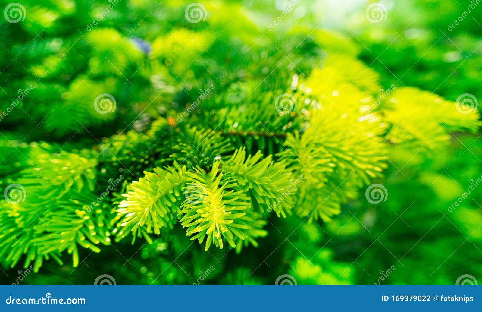 Fir Tree with May Shoots in Spring Stock Photo - Image of garden ...