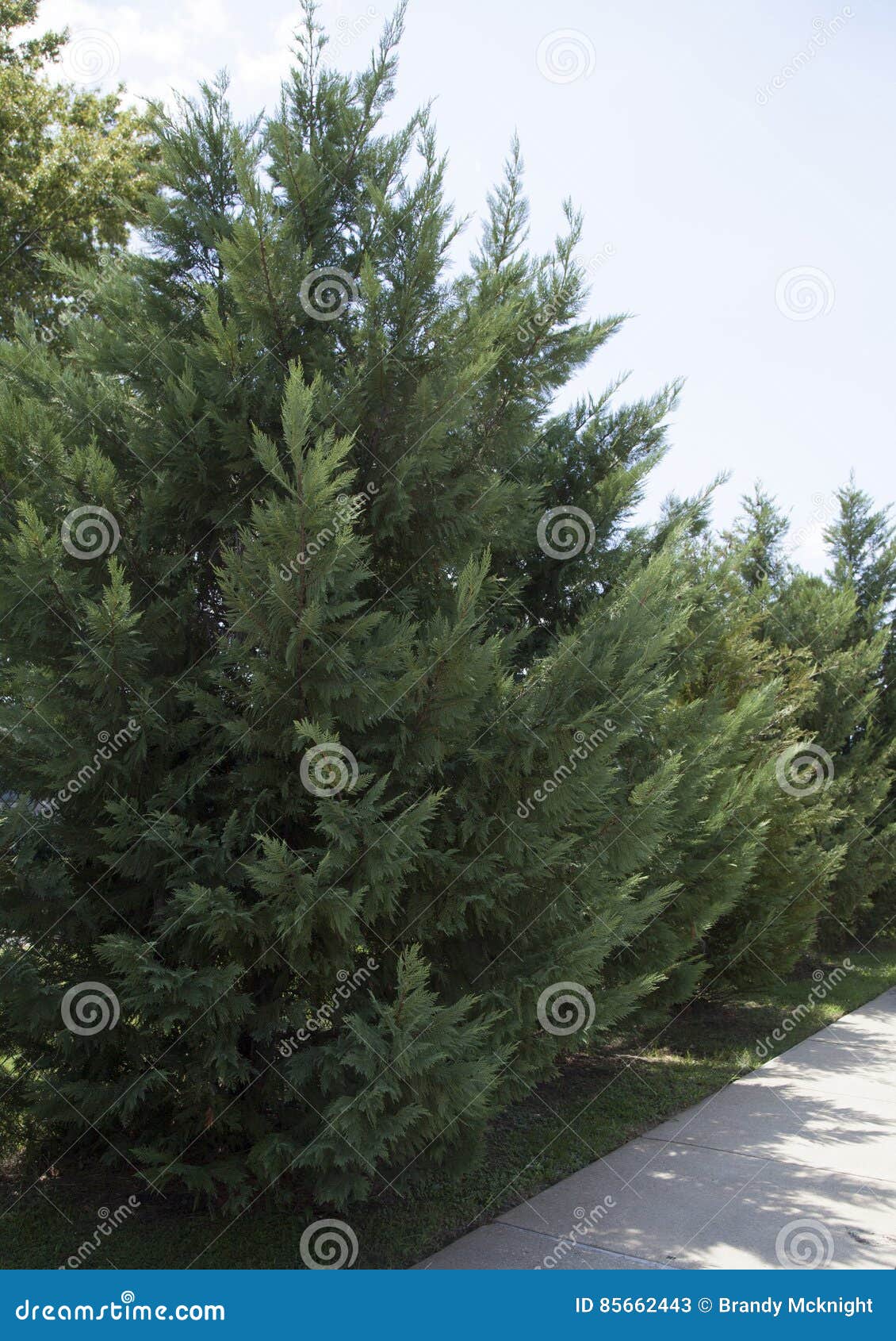 Fir Tree stock image. Image of outline, needle, green - 85662443
