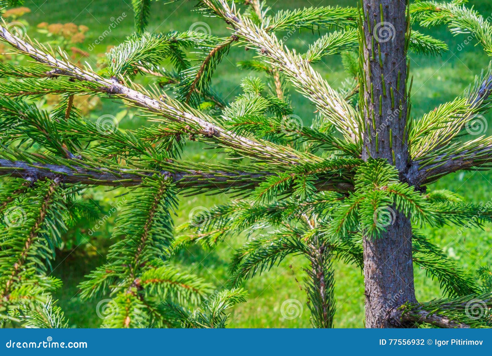 Fir tree stock photo. Image of plant, garden, needles - 77556932