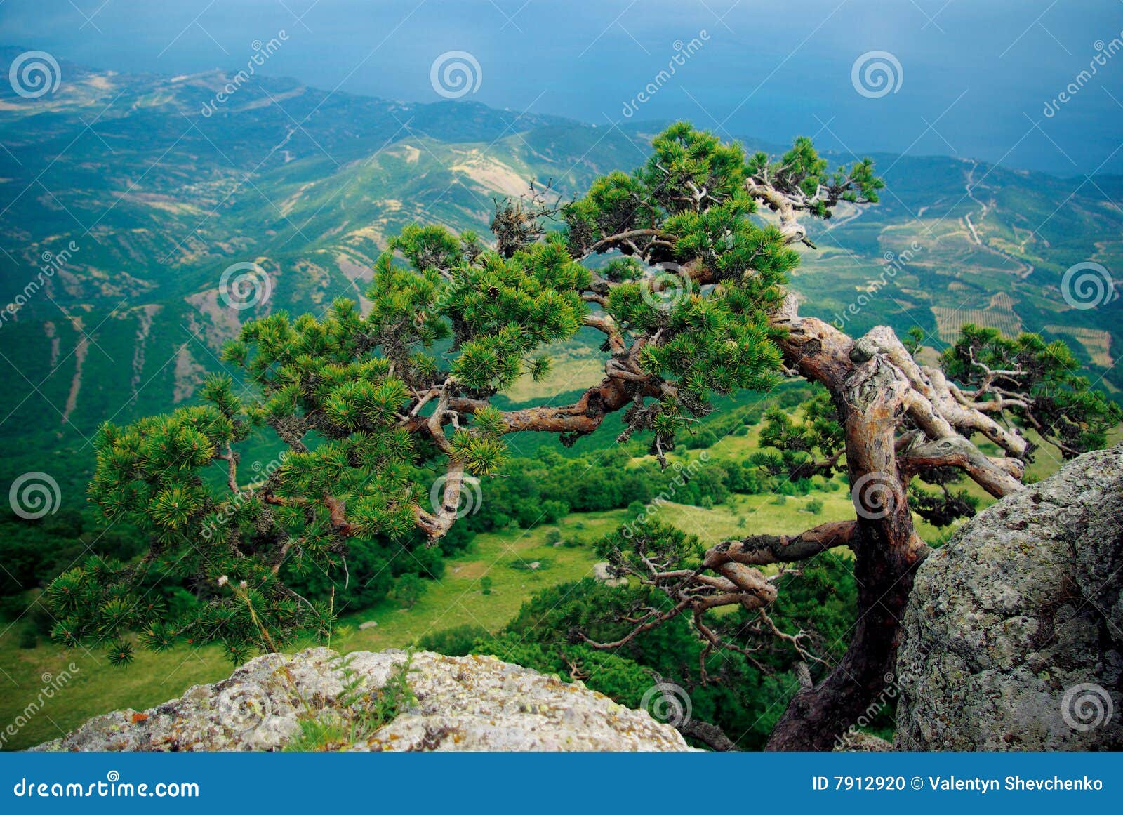 Fir Tree Growing from the Rock Stock Photo - Image of tourism, season ...