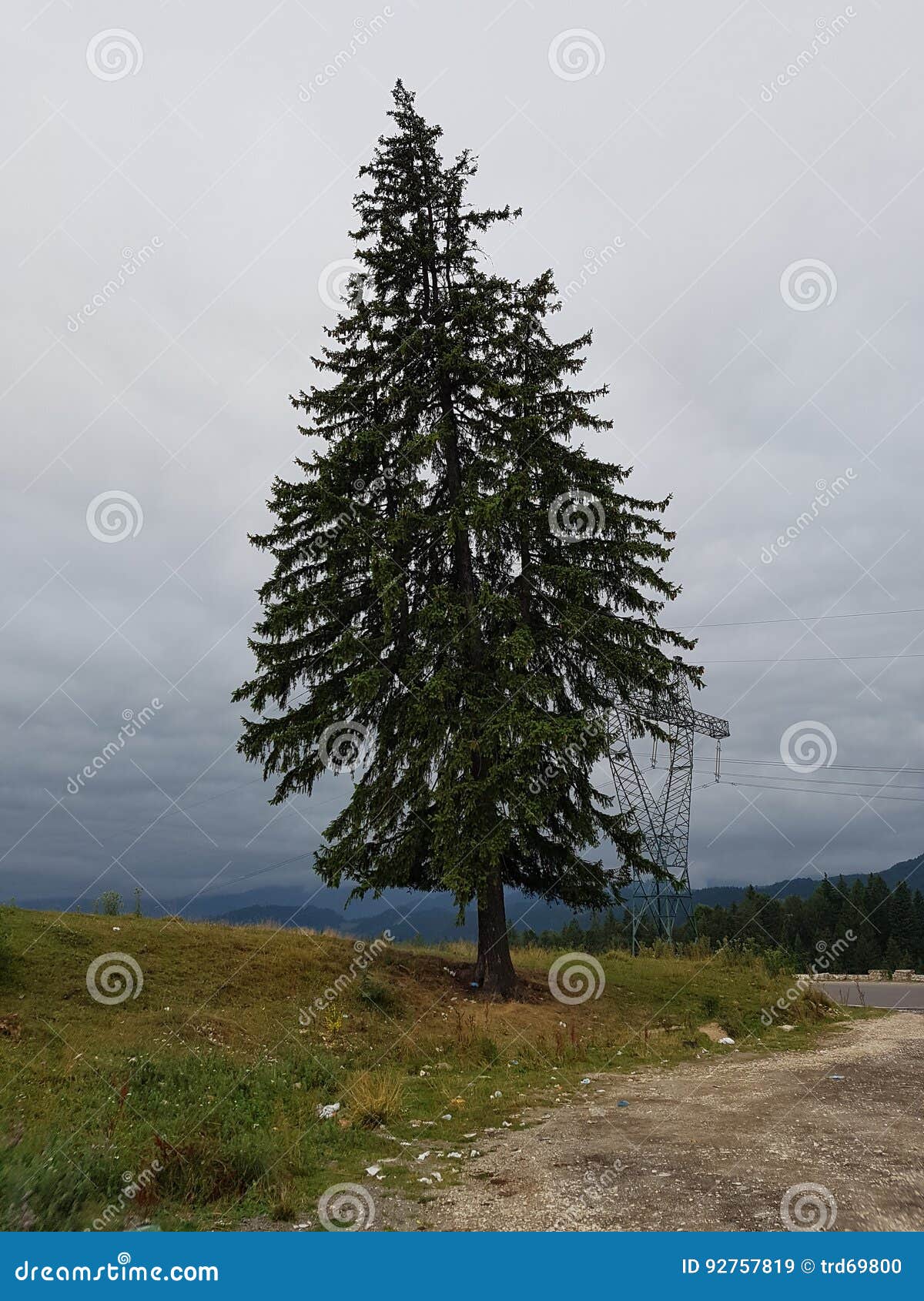 Fir Tree on Hill in a Mountain Area Stock Image - Image of cloudy, hill ...