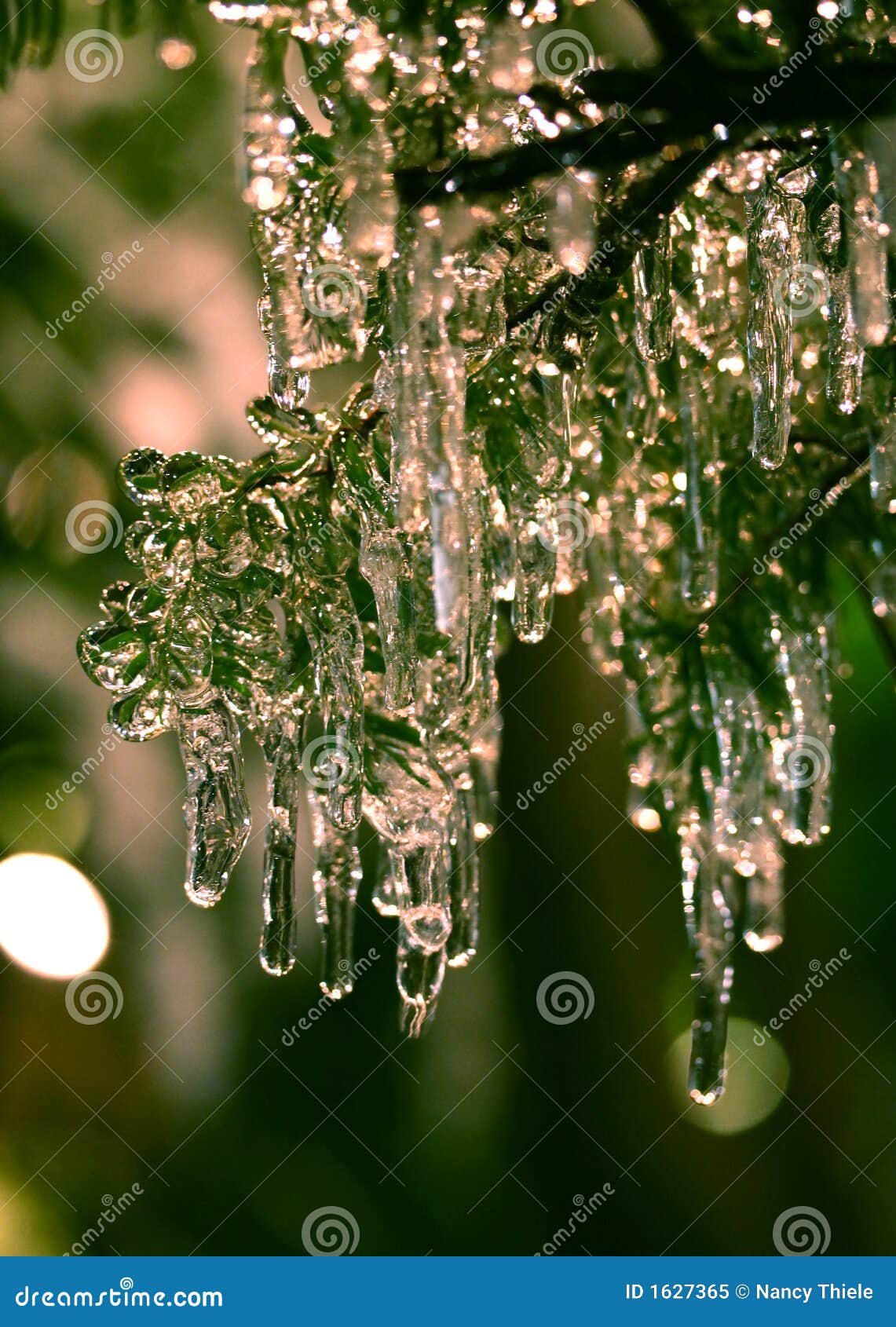 Fir tree icicles stock image. Image of glow, wintery, icicle - 1627365