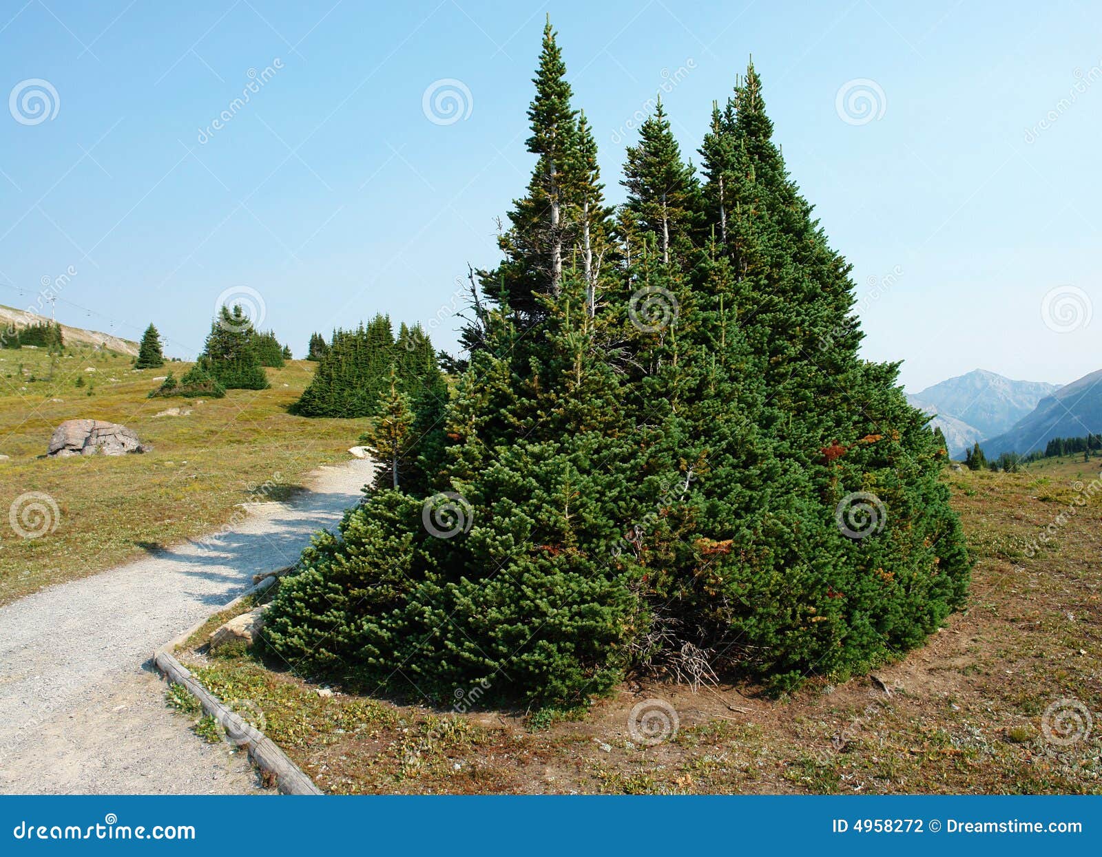 Fir tree islands stock photo. Image of trees, view, nature - 4958272