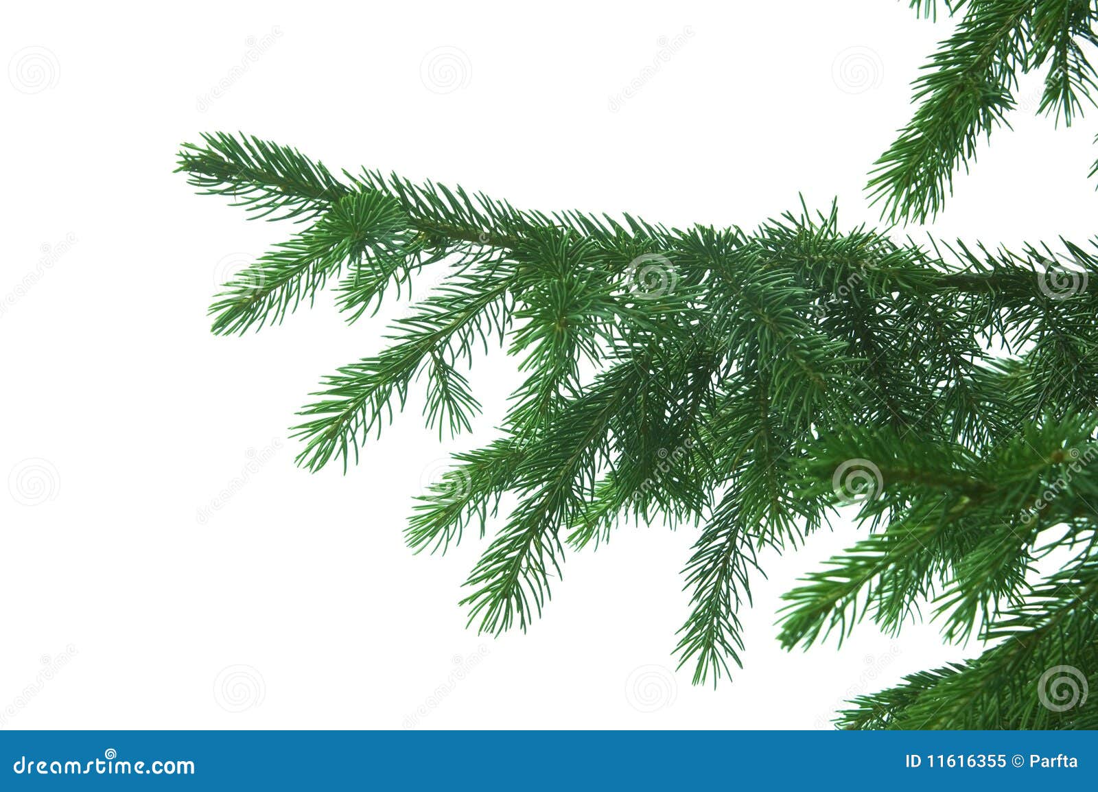Fir-tree isolated stock image. Image of outdoors, isolated - 11616355